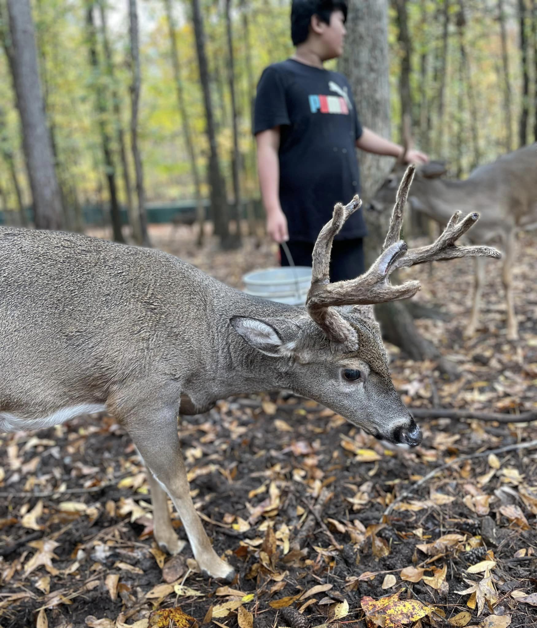 Volunteering at Magnolia Fawn Rescue – Magnolia Fawn Rescue