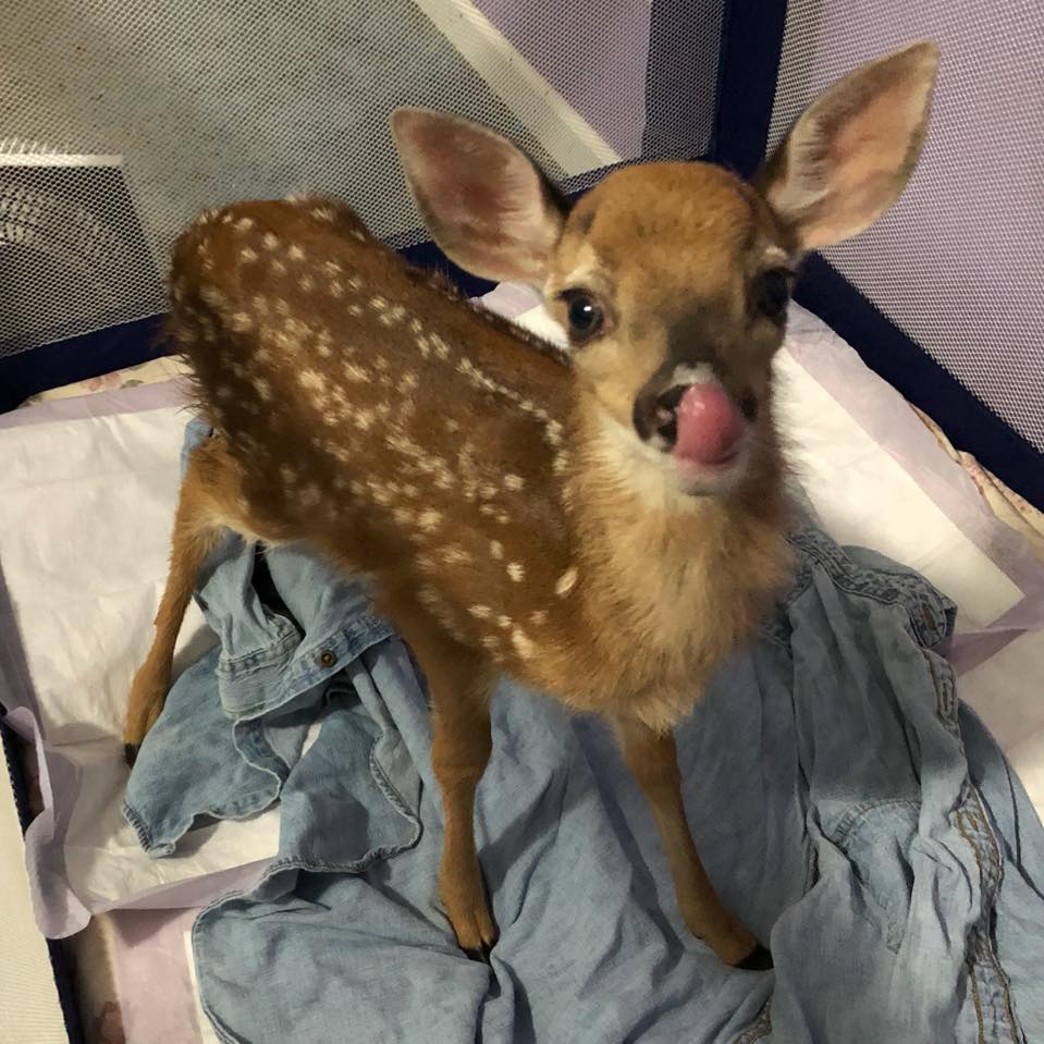 Volunteering at Magnolia Fawn Rescue – Magnolia Fawn Rescue