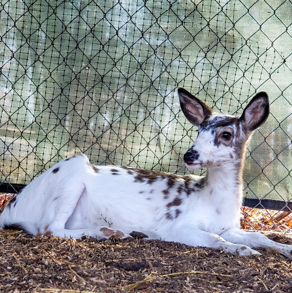 Sponsor a Deer Today – Magnolia Fawn Rescue