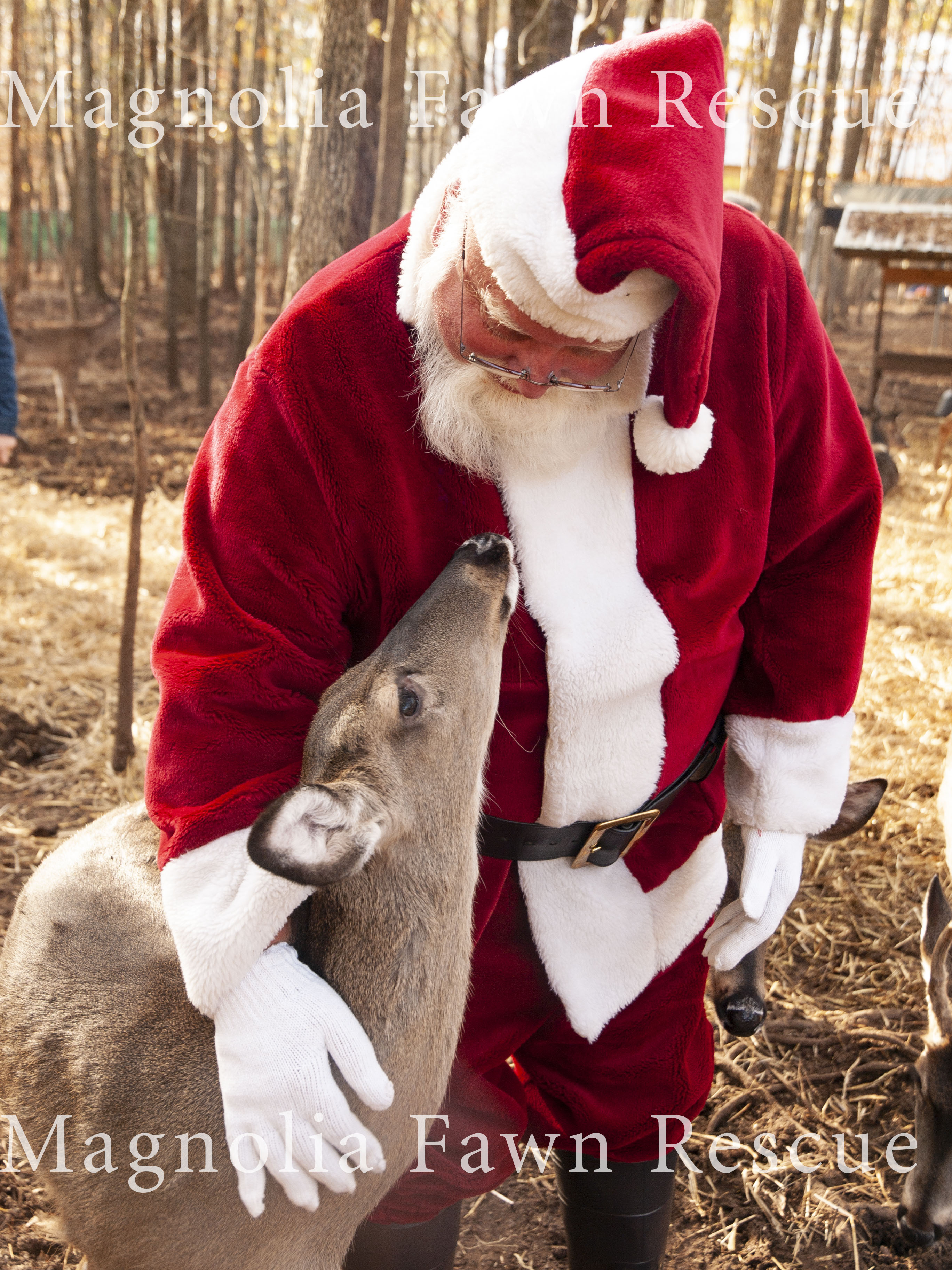 Gallery of Deer & Fawn Rescue @MagnoliaFawnRescue – Magnolia Fawn Rescue