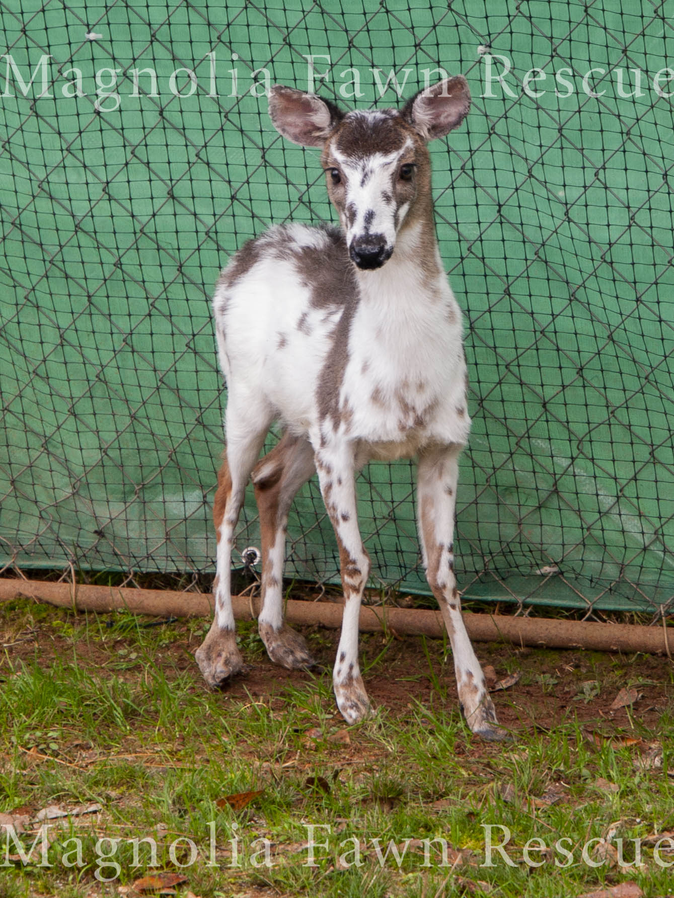 Gallery of Deer & Fawn Rescue @MagnoliaFawnRescue – Magnolia Fawn Rescue
